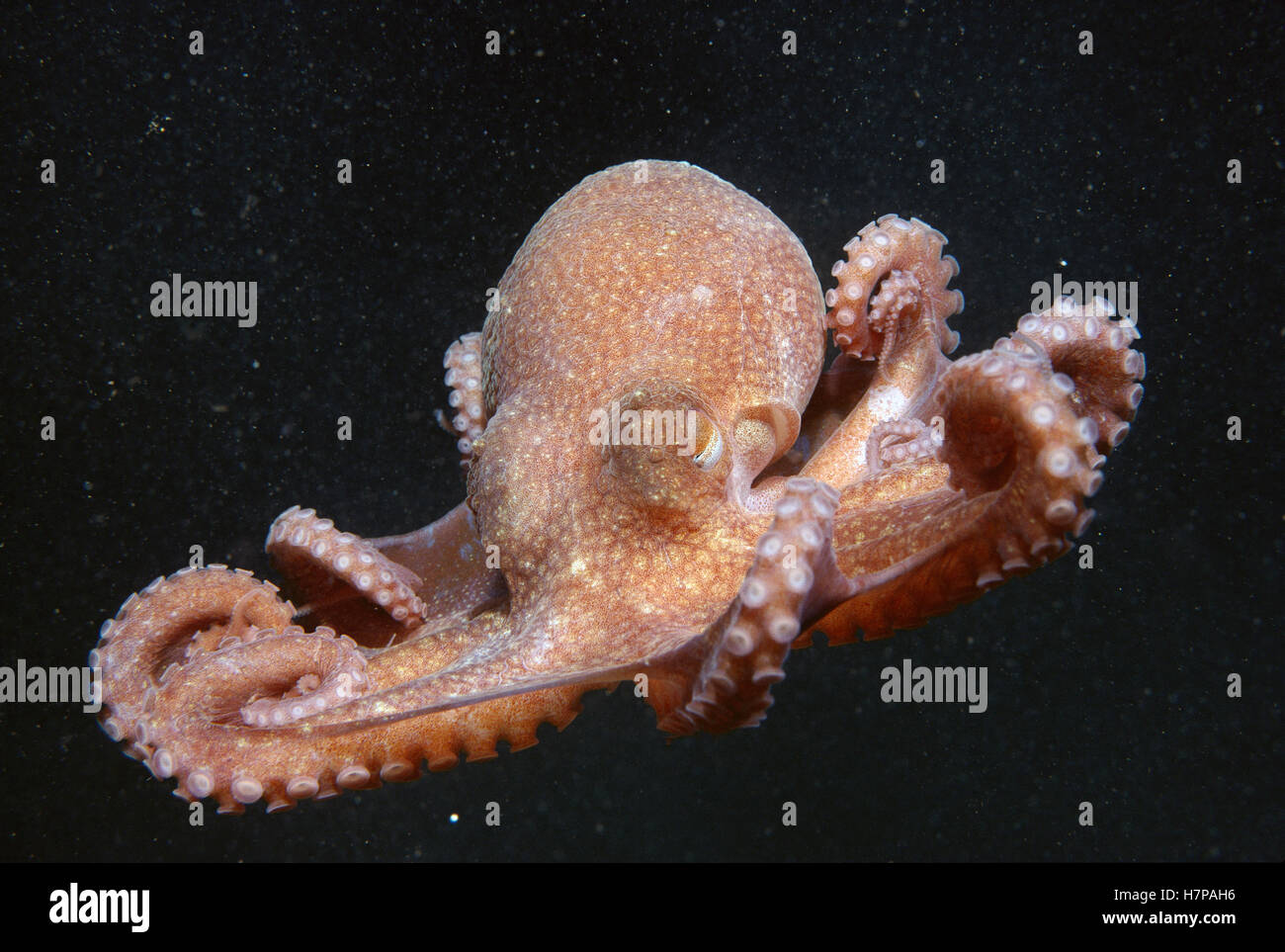 California Bigeye Octopus (Octopus californicus) deep sea species ...