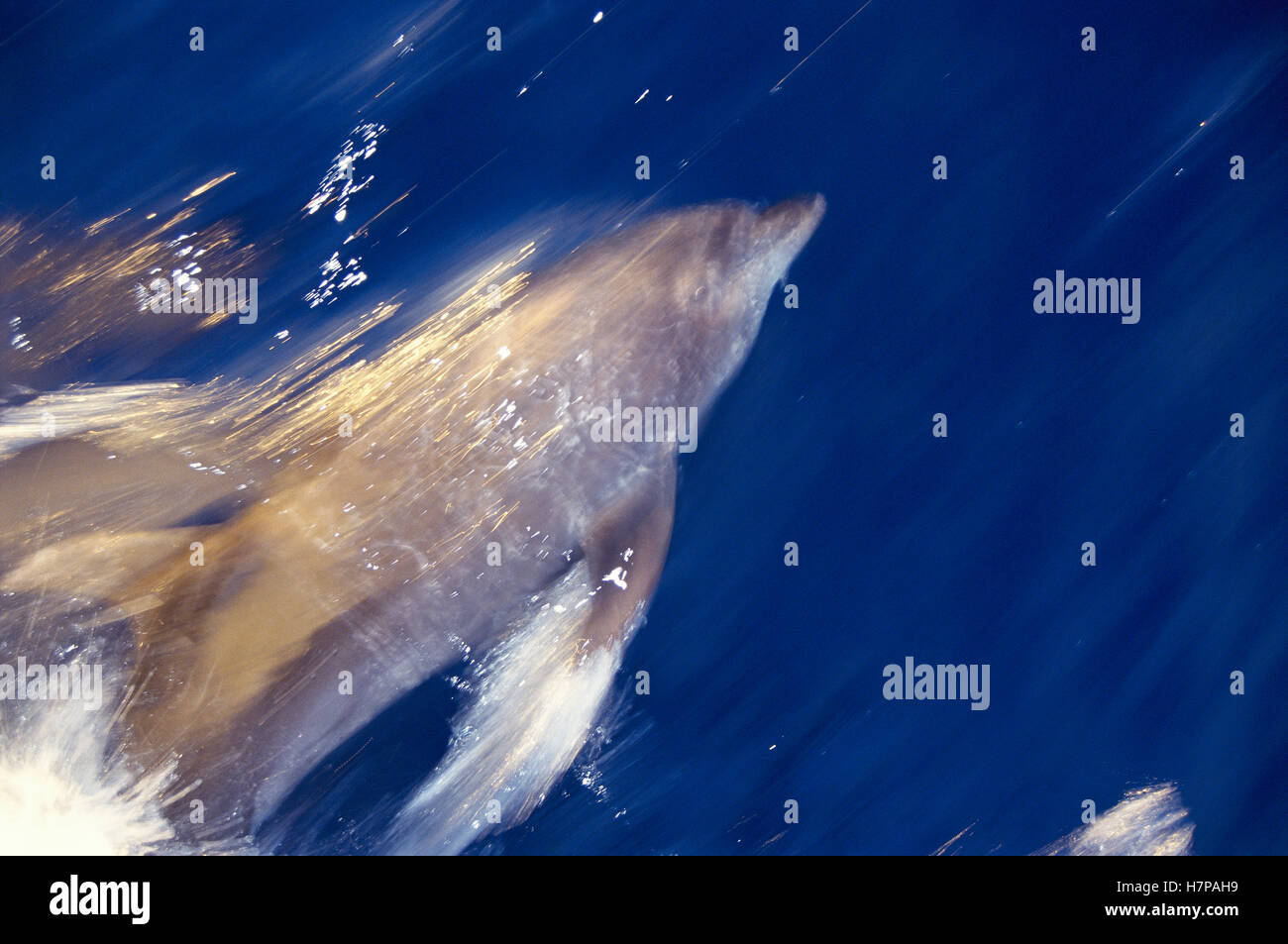 Bottlenose Dolphin (Tursiops truncatus) riding bow wave, Socorro Island ...