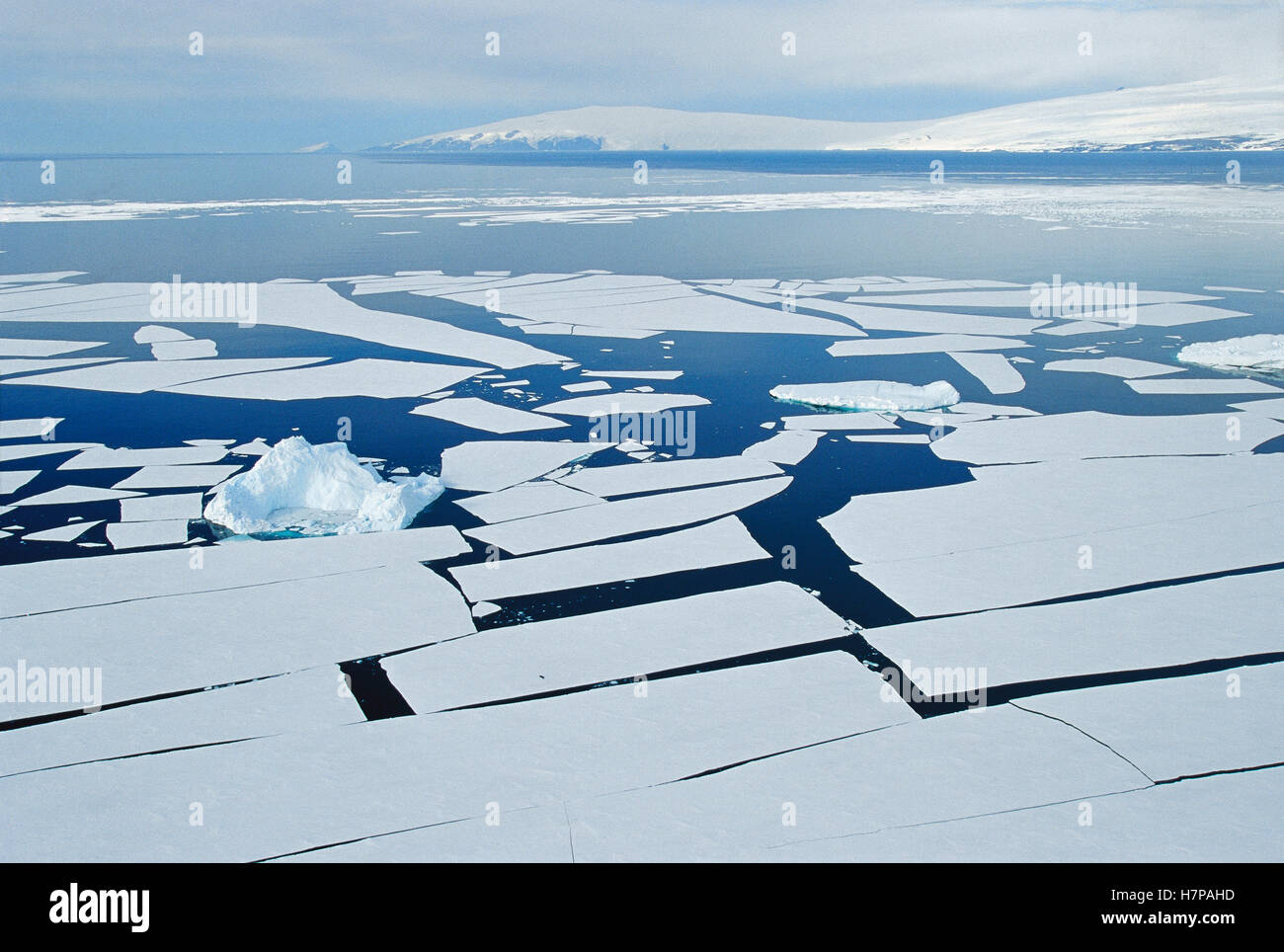 Iceberg among splitting sheets of ice, ice floes break off from ice ...