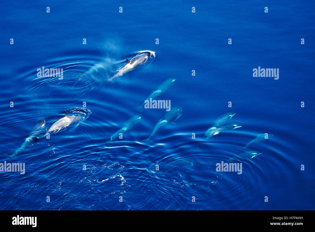 Orca (Orcinus orca) pod hunting along ice edge, McMurdo Sound ...
