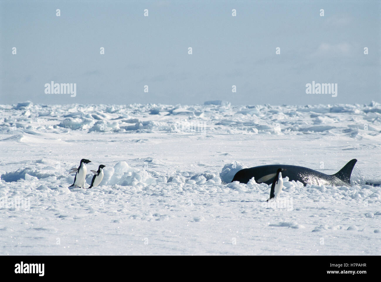 Orca (Orcinus orca) surfacing near Adelie Penguin (Pygoscelis adeliae ...