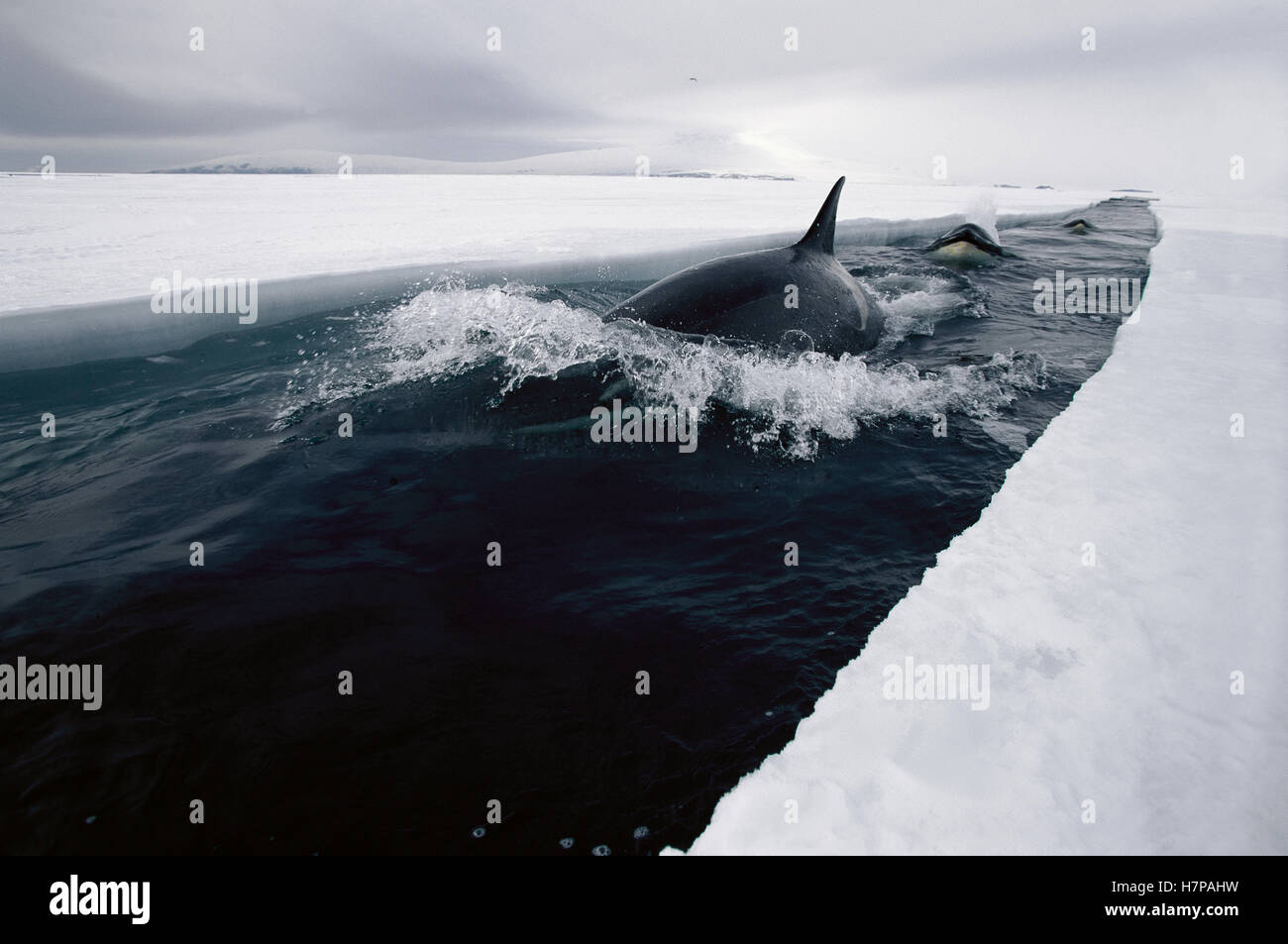 Orca (Orcinus orca) pod hunting in opening ice leads, McMurdo Sound ...
