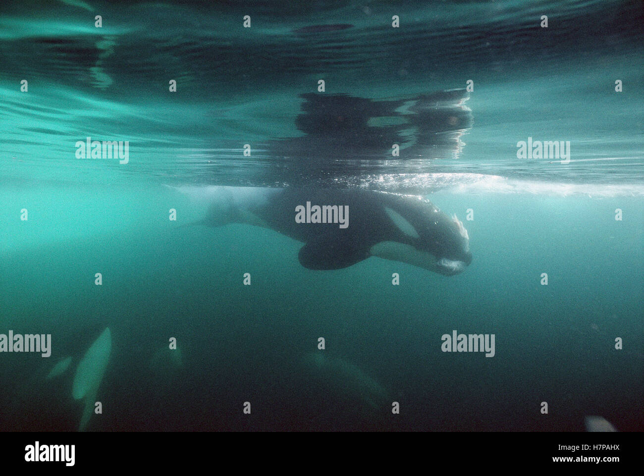 Orca (Orcinus orca) with carcass of Antarctic Cod in its mouth, McMurdo ...
