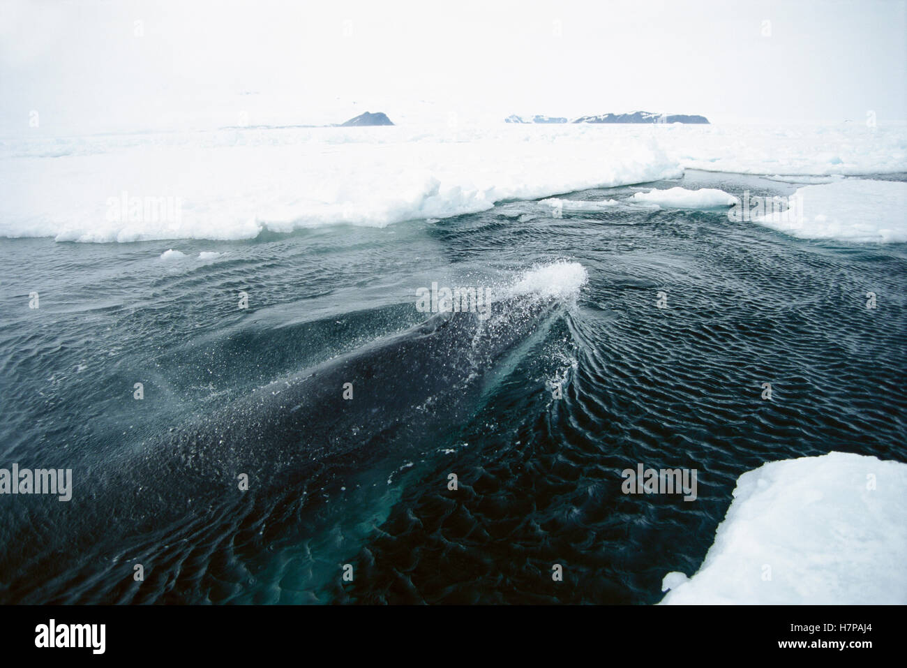 Antarctic Minke Whale (Balaenoptera bonaerensis) breathing in small ...