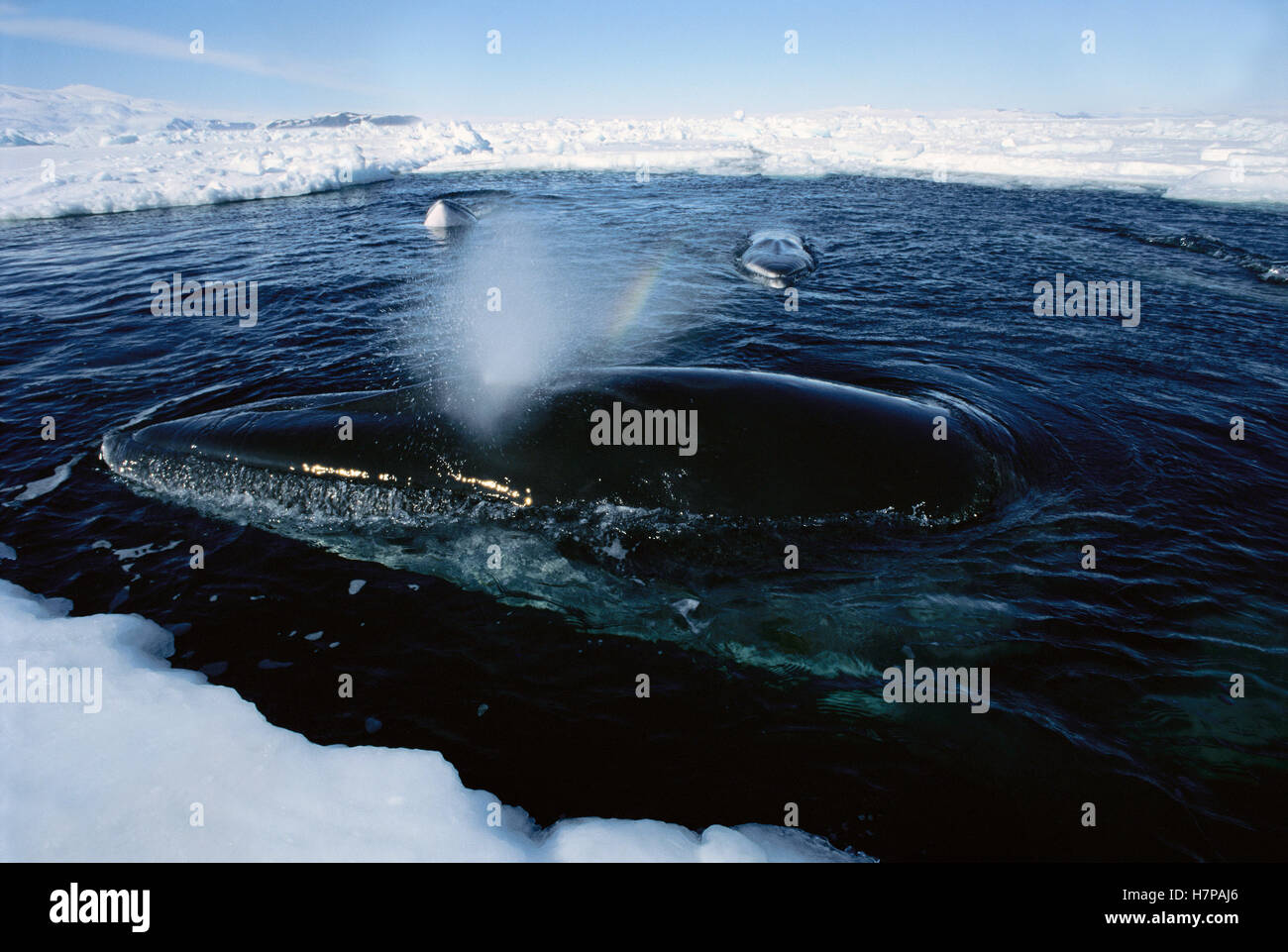Antarctic Minke Whale (Balaenoptera bonaerensis) breathing in small ...