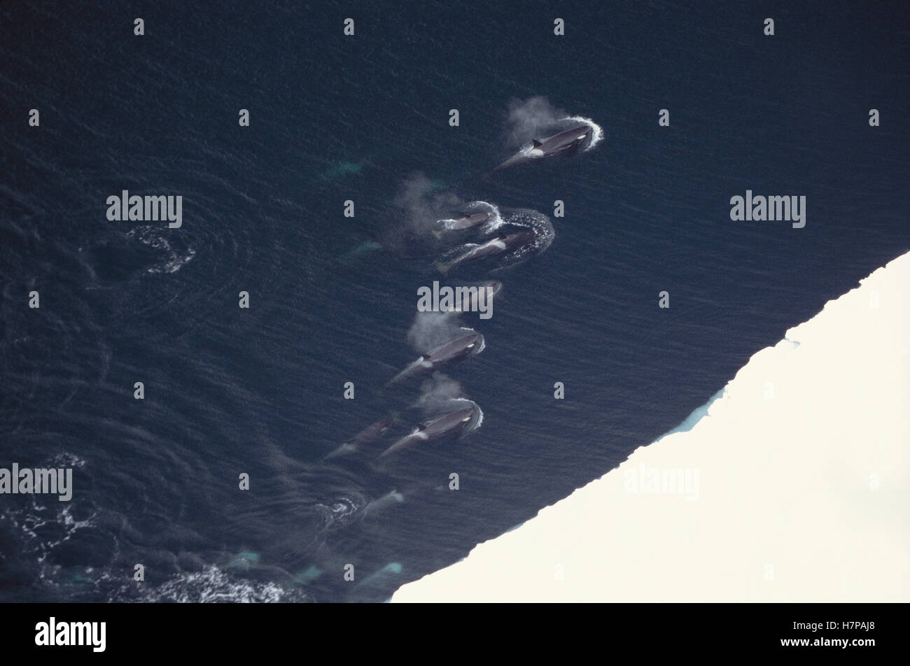 Orca (Orcinus orca) pod hunting along ice edge, McMurdo Sound ...