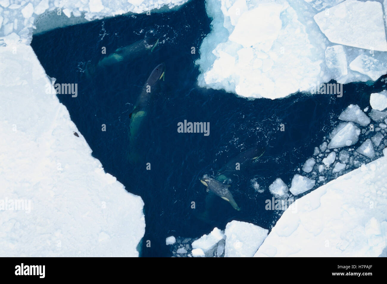Orca (Orcinus orca) pod resting in pools of open water along ice edge ...