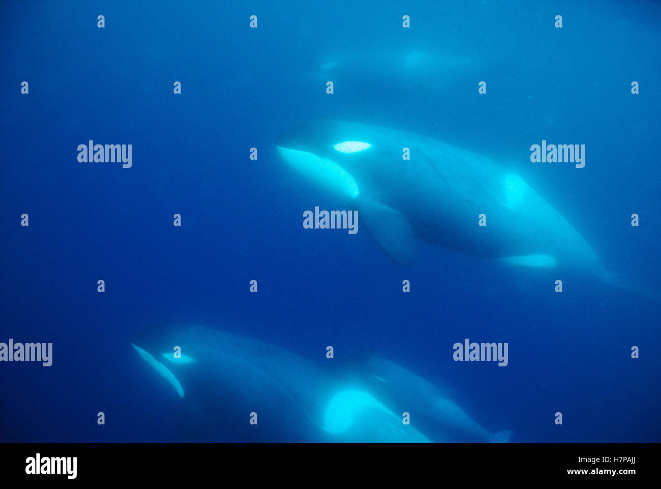 Orca (Orcinus orca) pod traveling down opening leads of ice, hunting ...