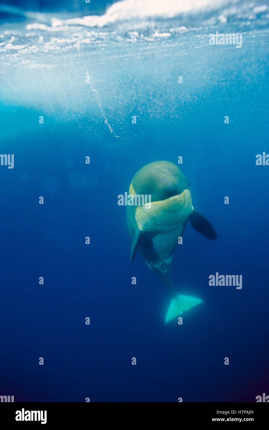 Orca (Orcinus orca) hunting off ice edge approaches the photographer ...