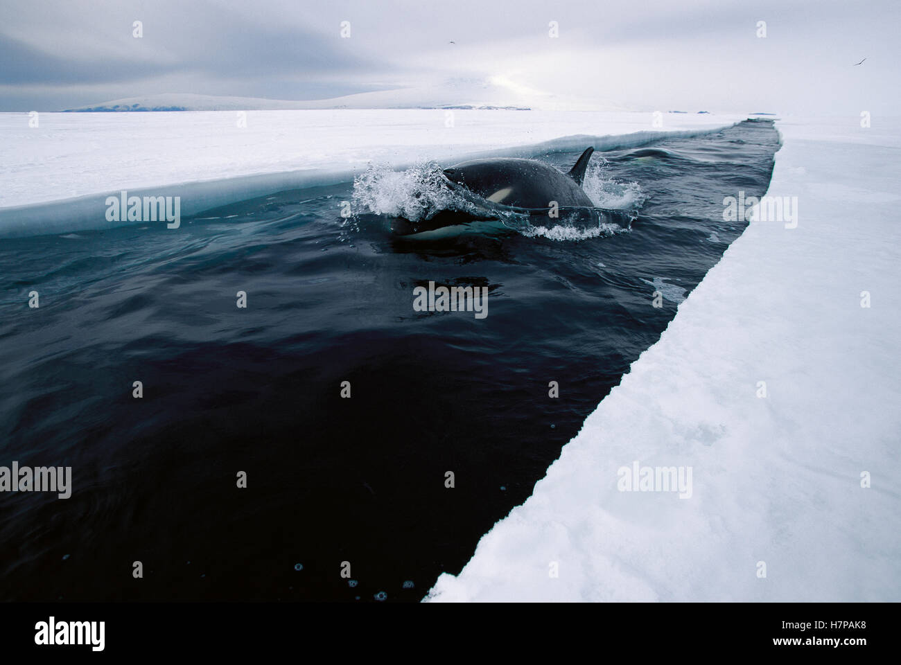 Orca (Orcinus orca) travels down opening leads of ice, making deep ...
