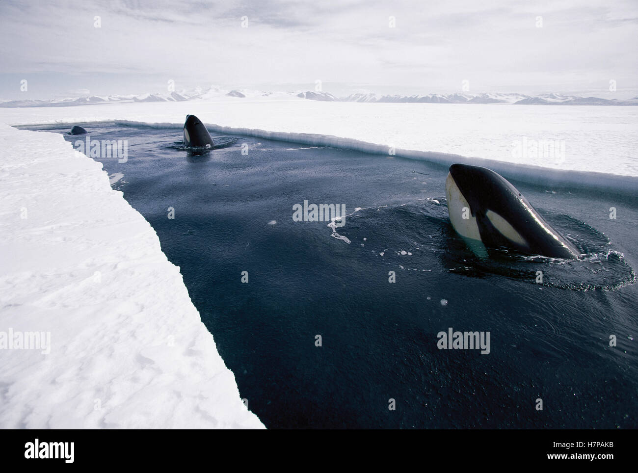 Orca (Orcinus orca) pod resting at end of lead of ice, make deep dives ...