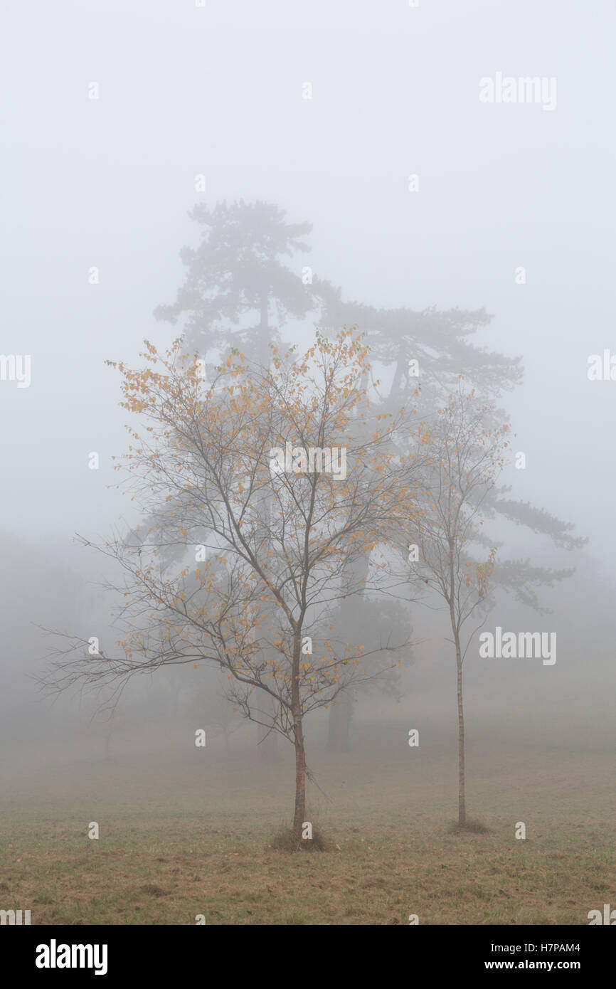 Trees partially hidden in the autumn mist with leaves colouring at the ...