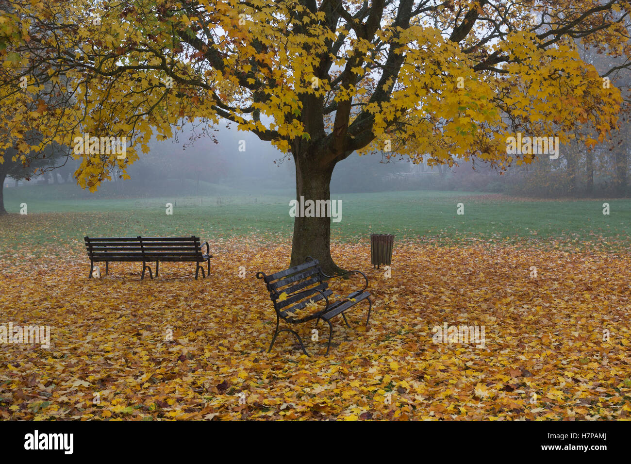 A metal and wood bench under a tree of golden coloured autumn leaves ...