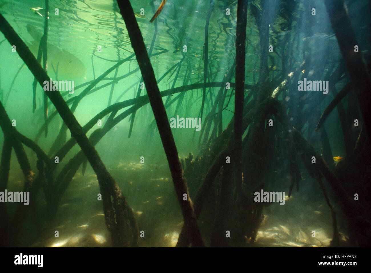 Red Mangrove (Rhizophora mangle) roots create sediment filter to clear ...