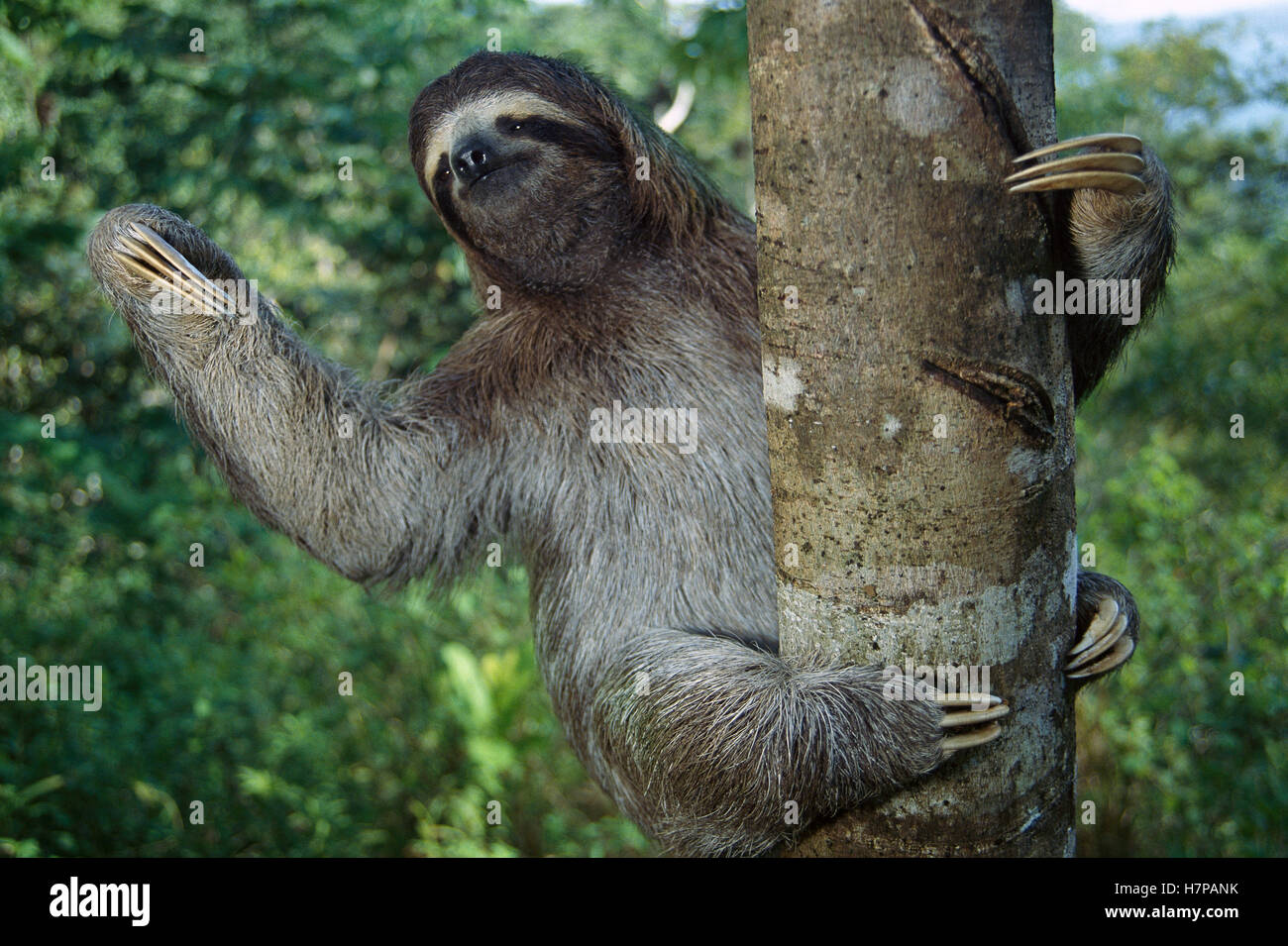 Brown-throated Three-toed Sloth (Bradypus variegatus) gentle and slow ...