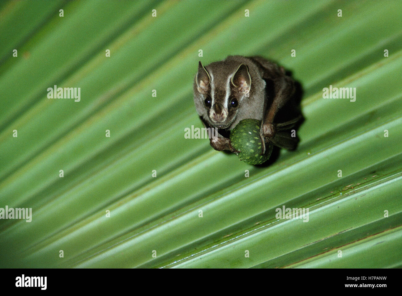 Peters' Tent-making Bat (Uroderma bilobatum) roosts under palm leaf ...