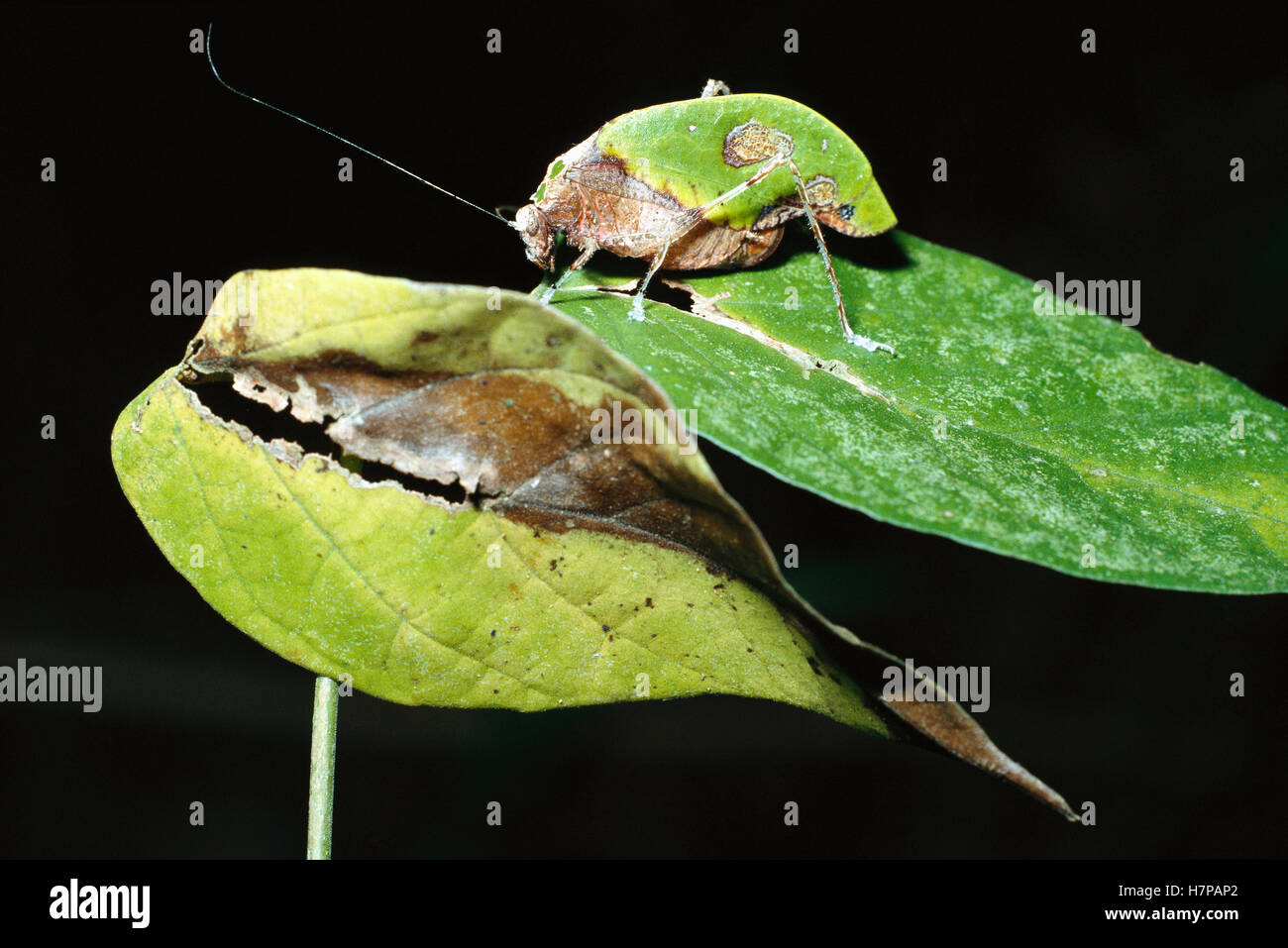 Insect, mimics a leaf when at rest, rainforest, Panama Stock Photo - Alamy