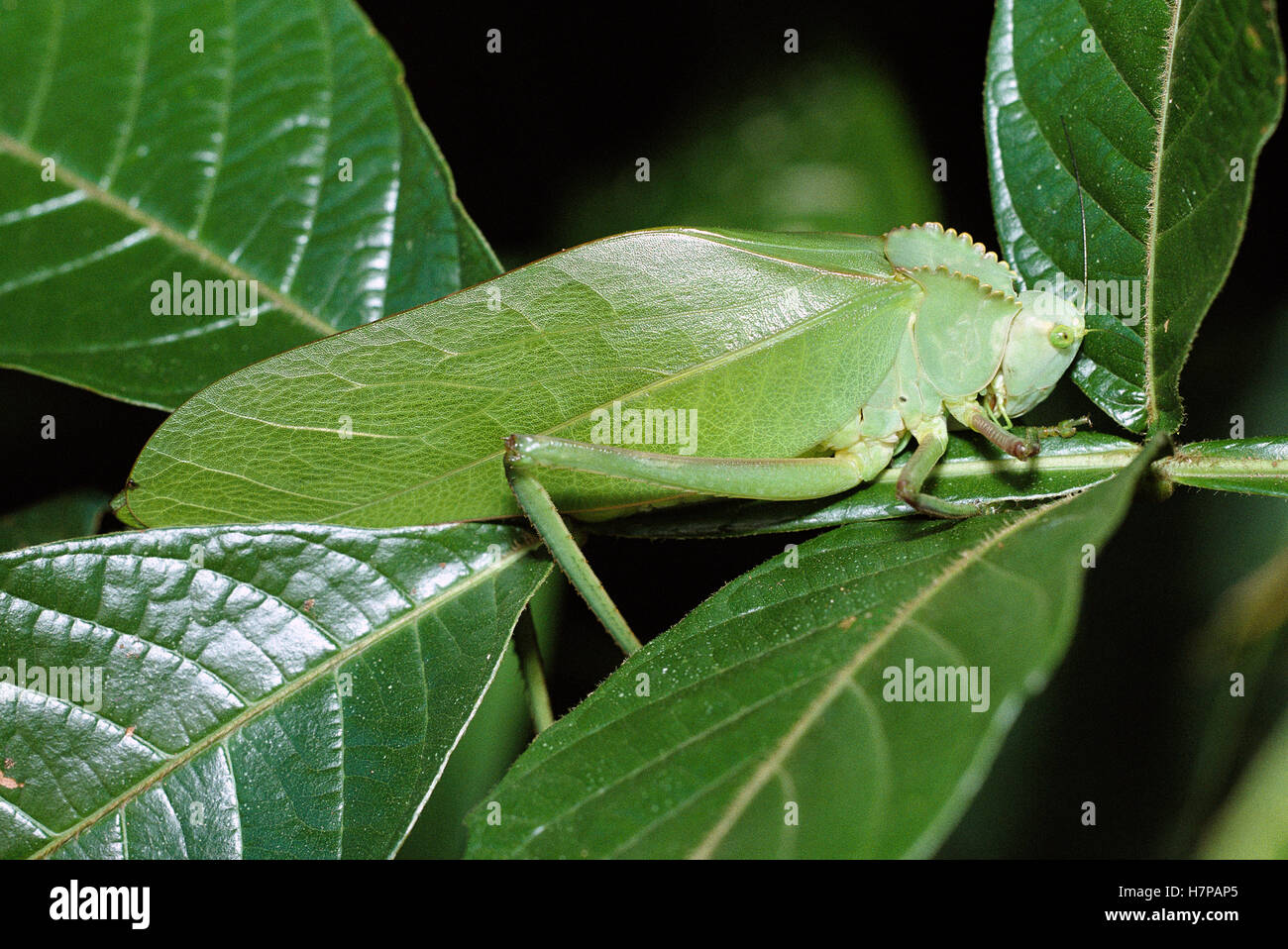 Stal's Katydid (Steirodon stalii) resembles green leaves of plants ...