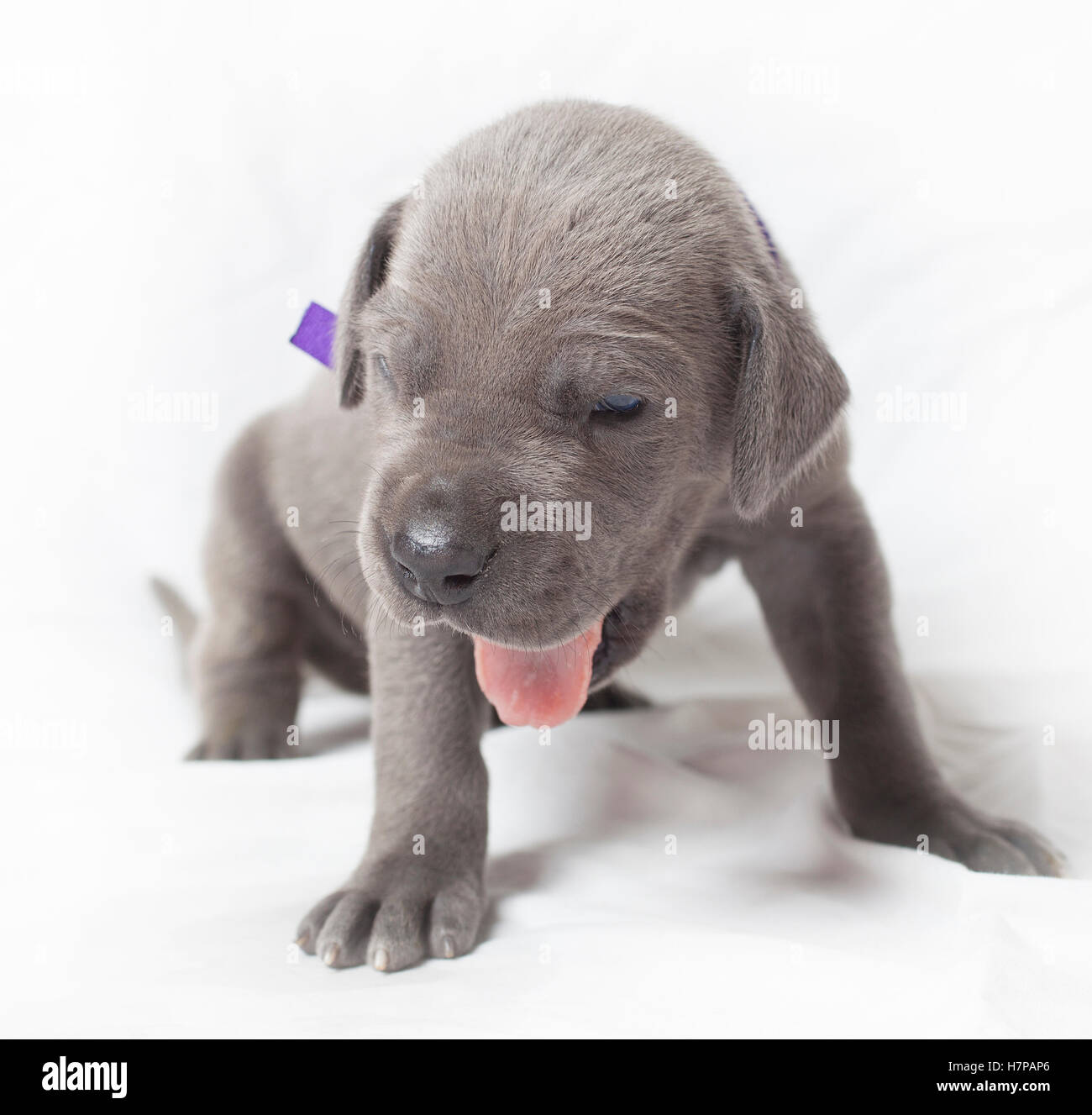 Grey Great Dane puppy three weeks old with an attitude Stock Photo - Alamy