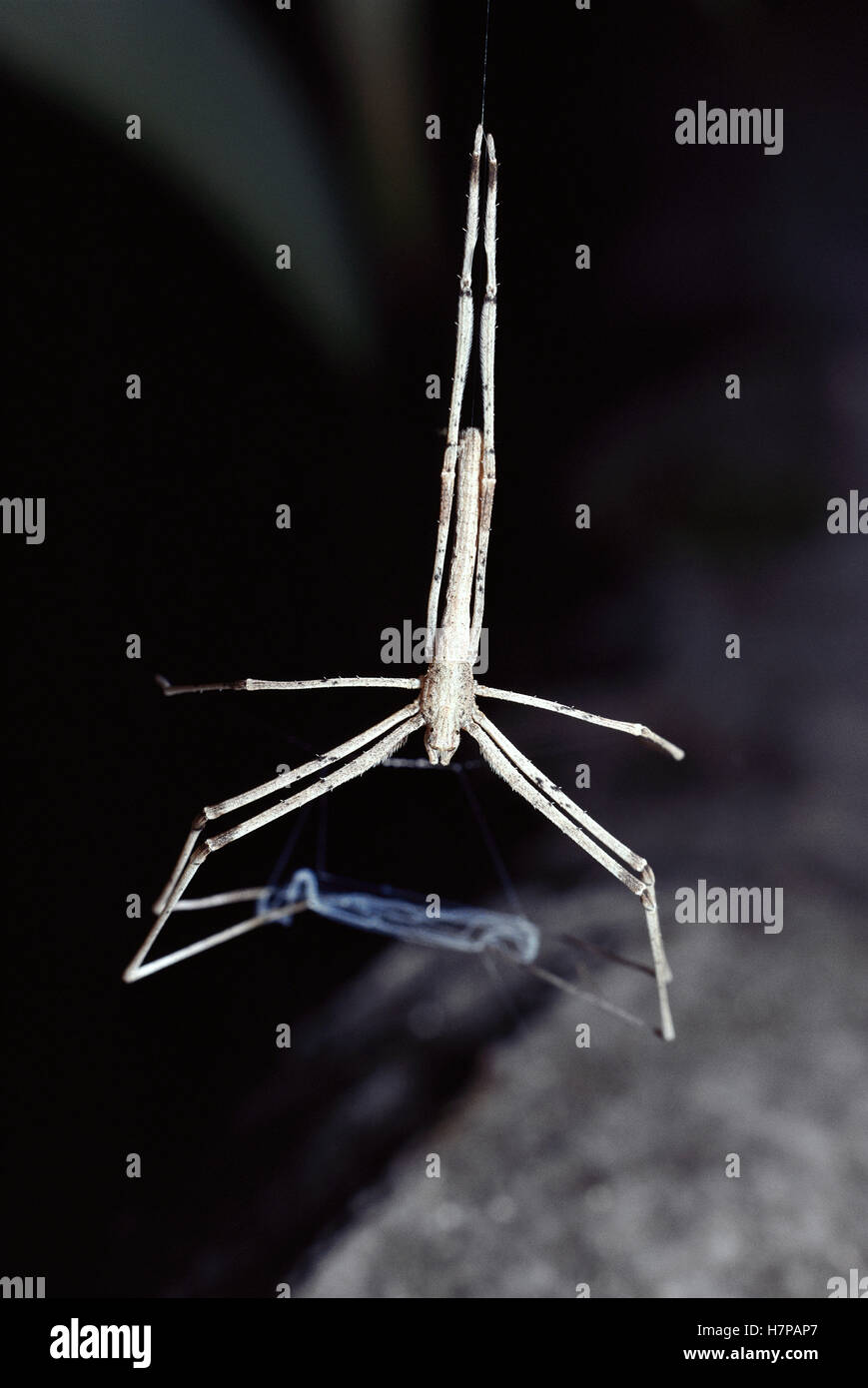 Ogre-faced Spider (Deinopis sp) do not wait passively for an insect to ...