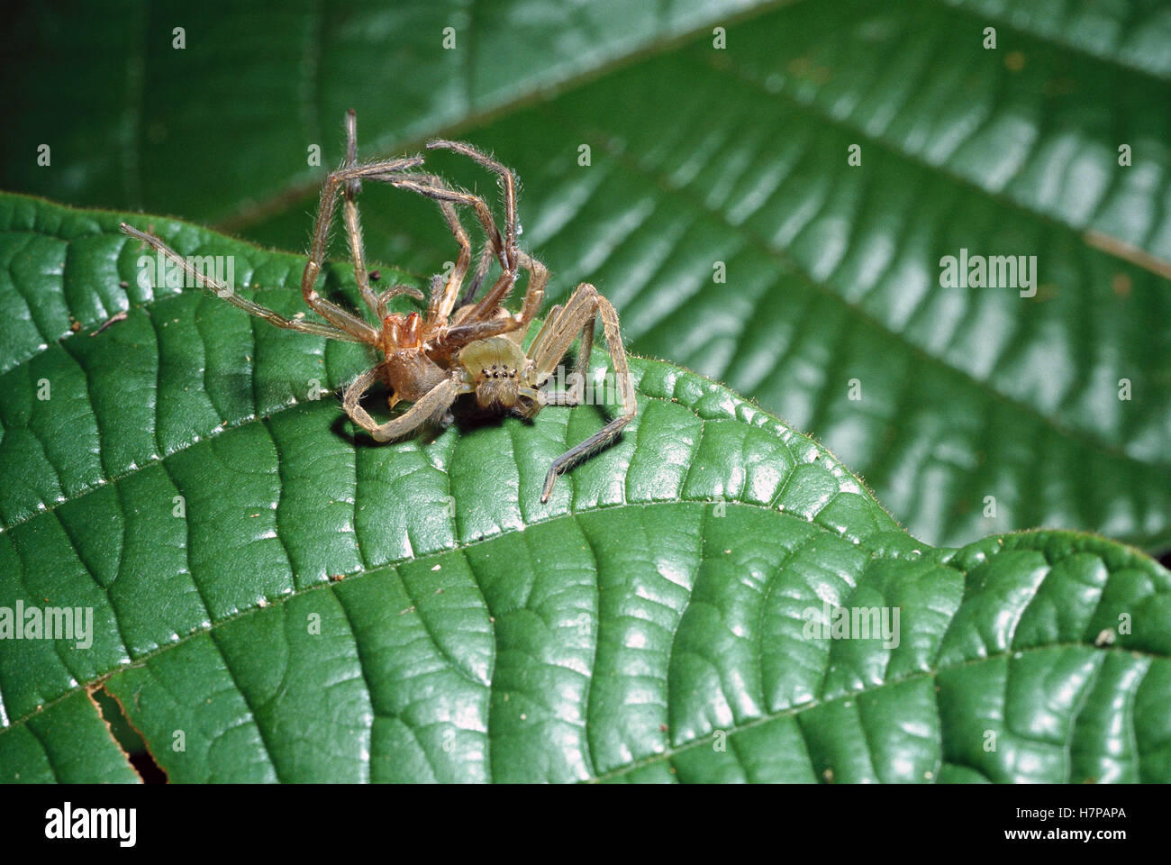 Spider beside its recently molted skin, or cuticle, rainforest, Panama ...