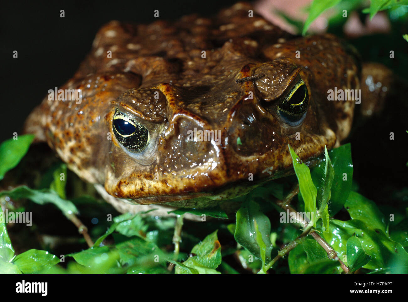 Cane Toad (Bufo marinus) peers out from lake weeds, Panama rainforest ...