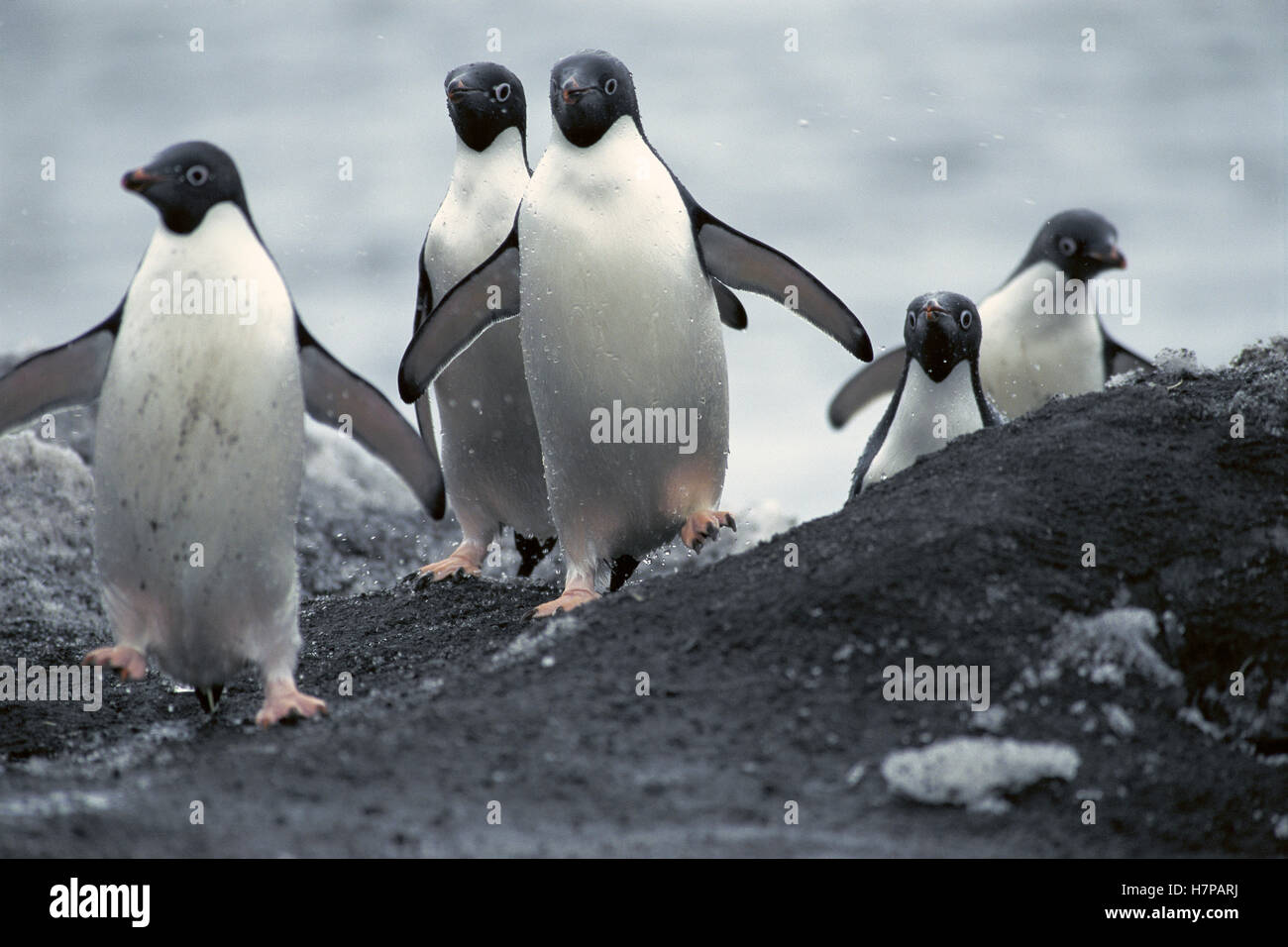 Adelie Penguin (Pygoscelis adeliae) group return to rookery to relieve ...