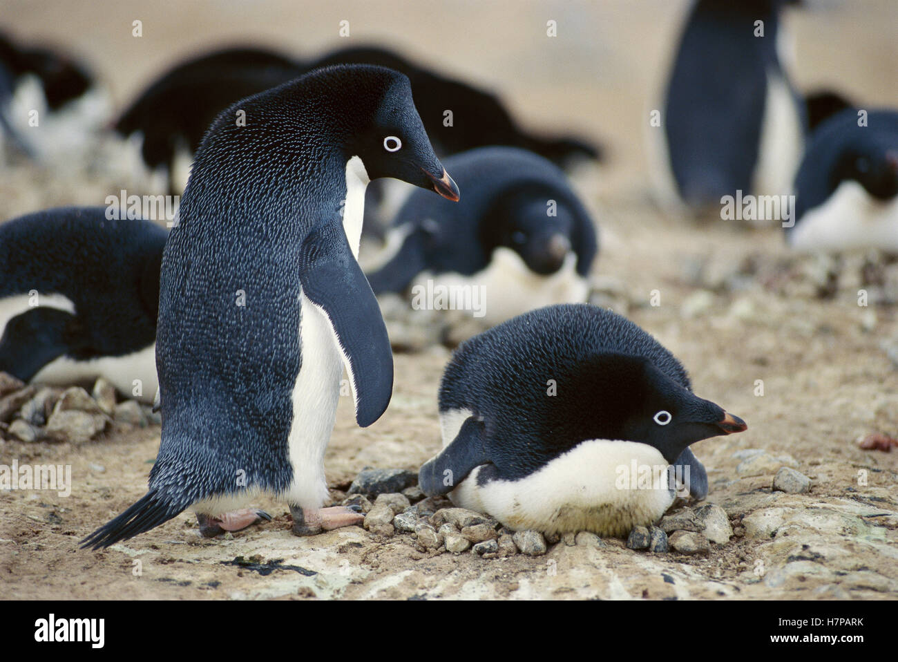 Adelie Penguin (Pygoscelis adeliae) displaying, recognizes mate by its ... Adelie Penguin (Pygoscelis adeliae) displaying, recognizes mate by its ...