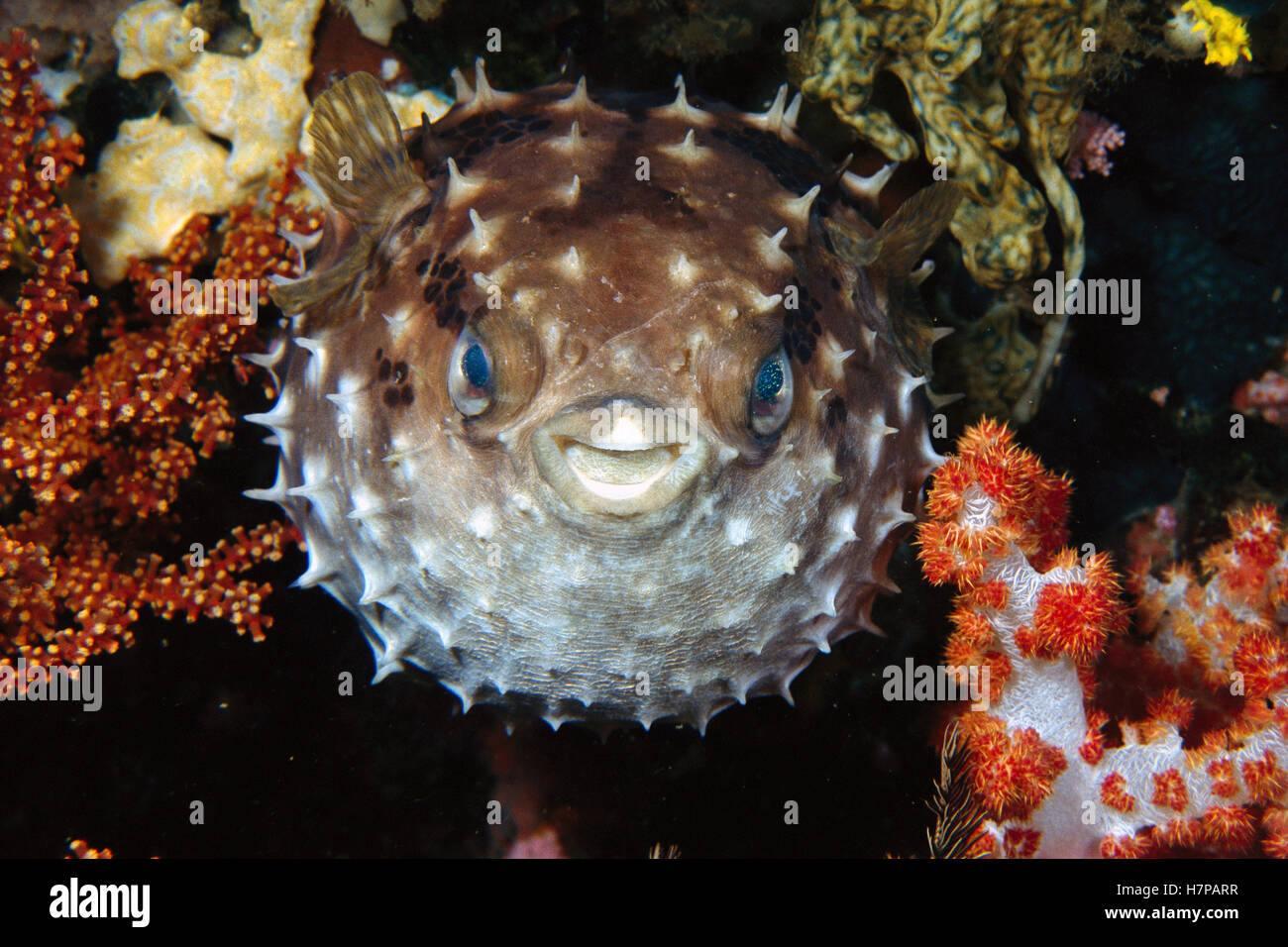 Porcupinefish (Diodon sp) swells up in defense, Philippines Stock Photo ...