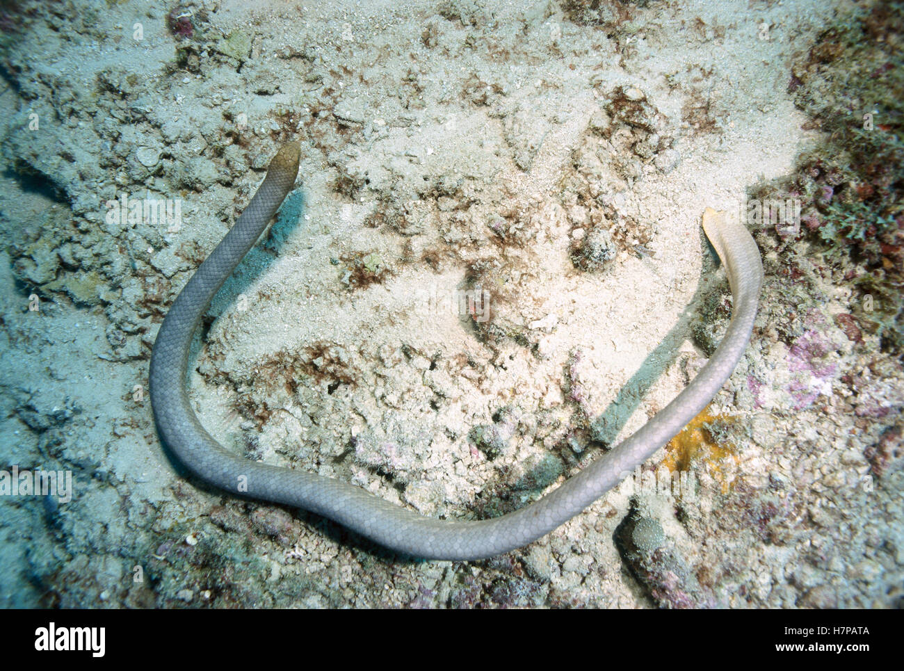 Olive Sea Snake (Aipysurus laevis) extremely venomous but not ...