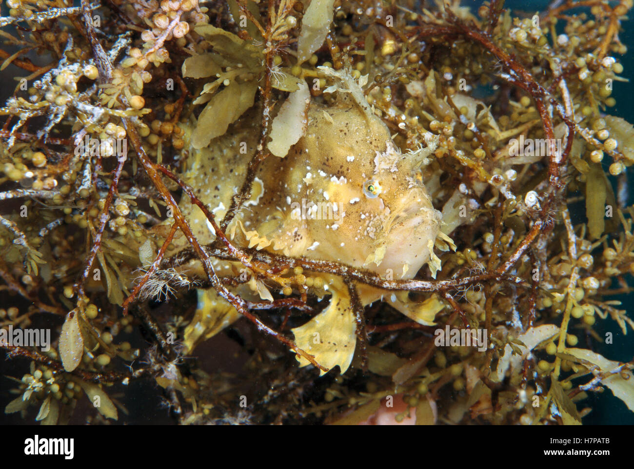 Sargassum Frogfish (Histrio histrio) rides amongst rafts of floating ...