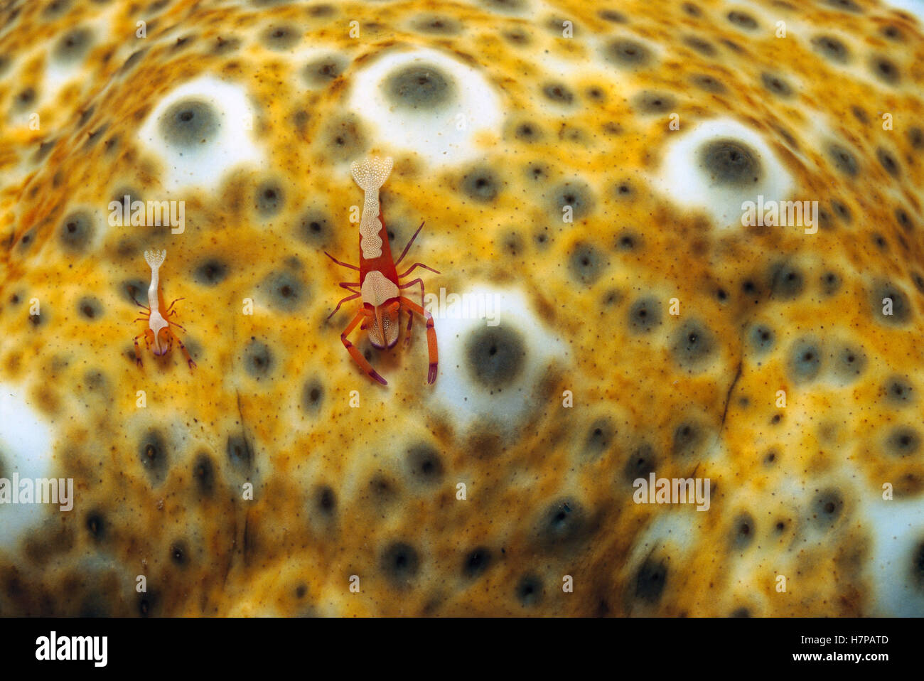Emperor Shrimp (Periclimenes imperator) live on surfaces of Sea ...