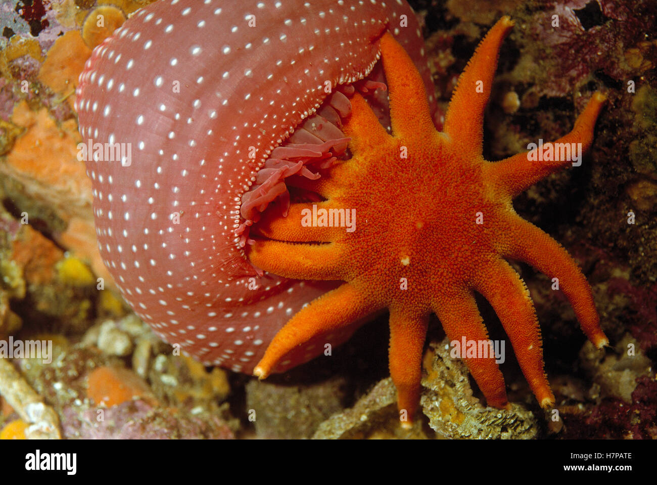 Morning Sun Star (Solaster dawsoni) fed on by Rose Anemone, Queen ...