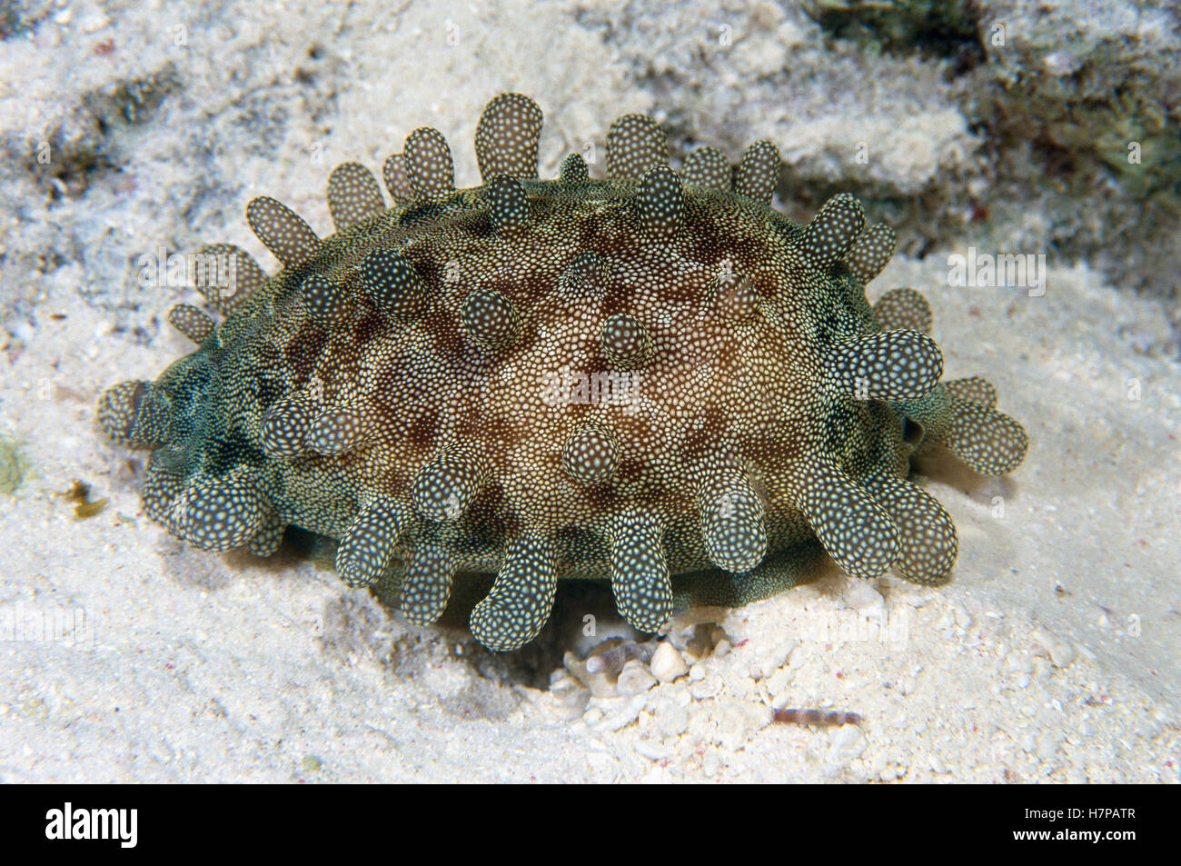 Chocolate Banded Cowry (Cypraea talpa) with mantle which covers its ...