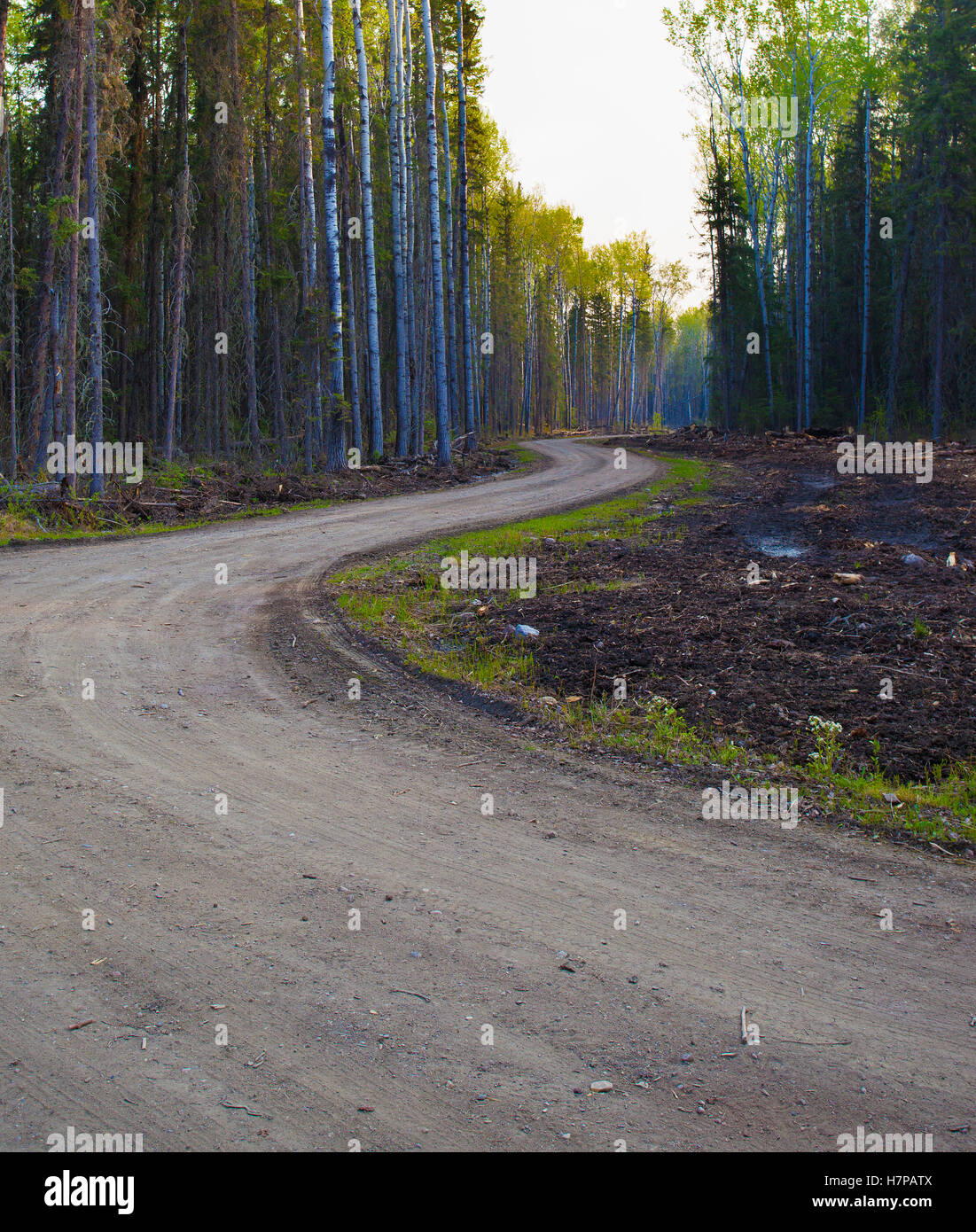 Dusty dirt road at dawn in a Saskatchewan Canada forest Stock Photo - Alamy