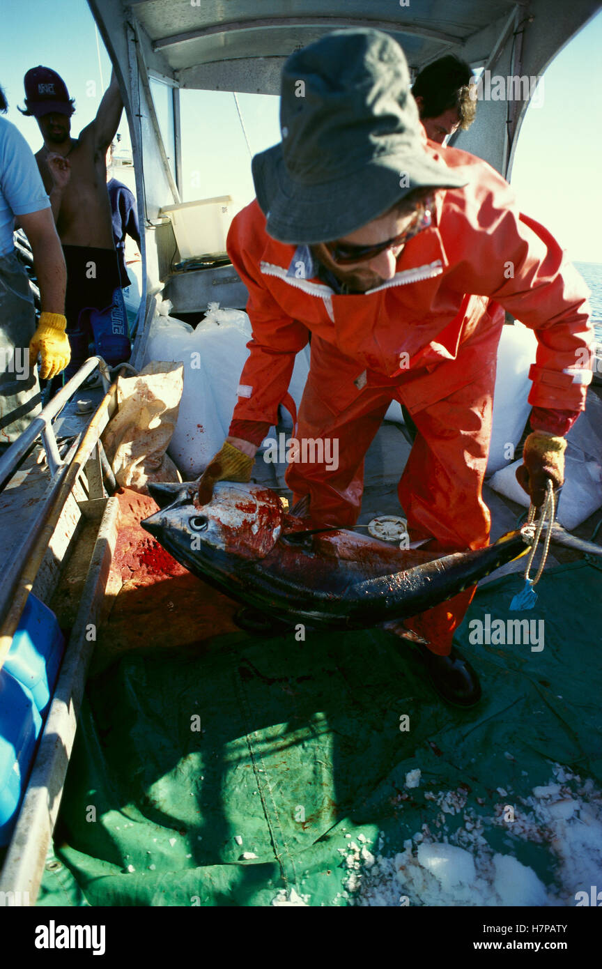 Southern Bluefin Tuna (Thunnus maccoyii) at market, South Australia ...