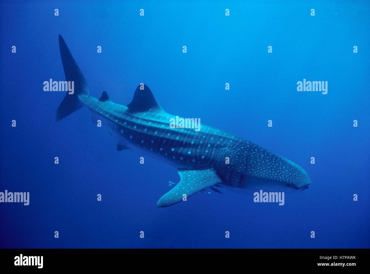 Whale Shark (Rhincodon typus) largest fish in the world to 60 feet ...