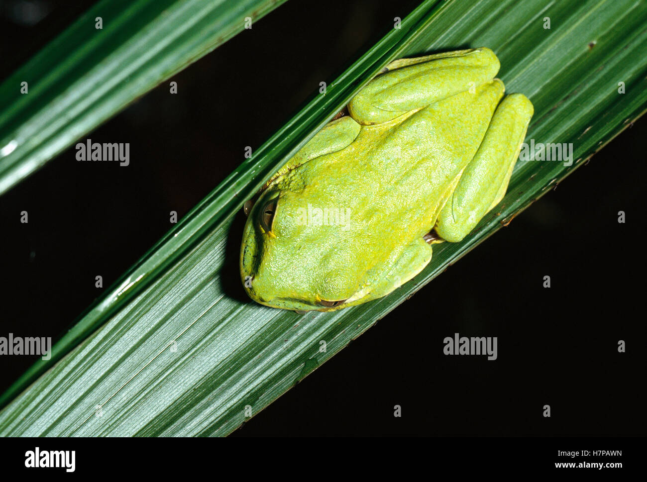 Seychelle Islands Tree Frog (Tachycnemis seychellensis), an endemic ...