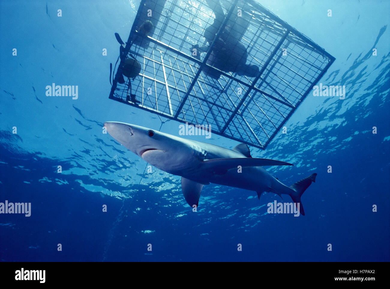 Blue Shark (Prionace glauca) an open ocean predator, swimming near ...