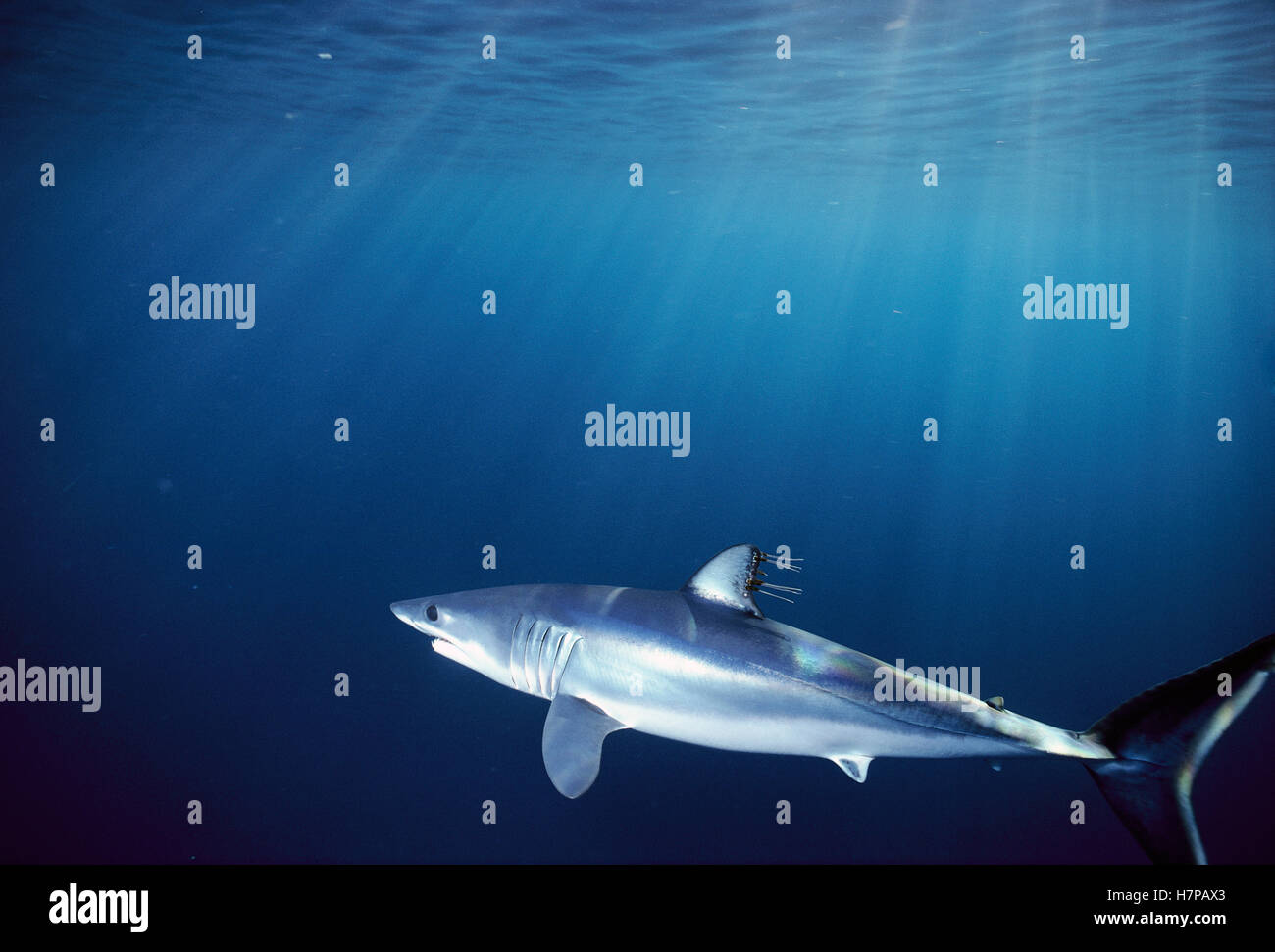 Atlantic Mako (Isurus oxyrhynchus) fast and aggressive, copepod ...
