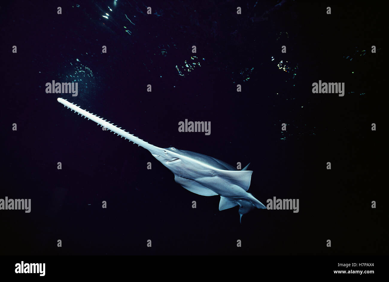 Knifetooth Sawfish (Anoxypristis cuspidata) saw used for burrowing and ...