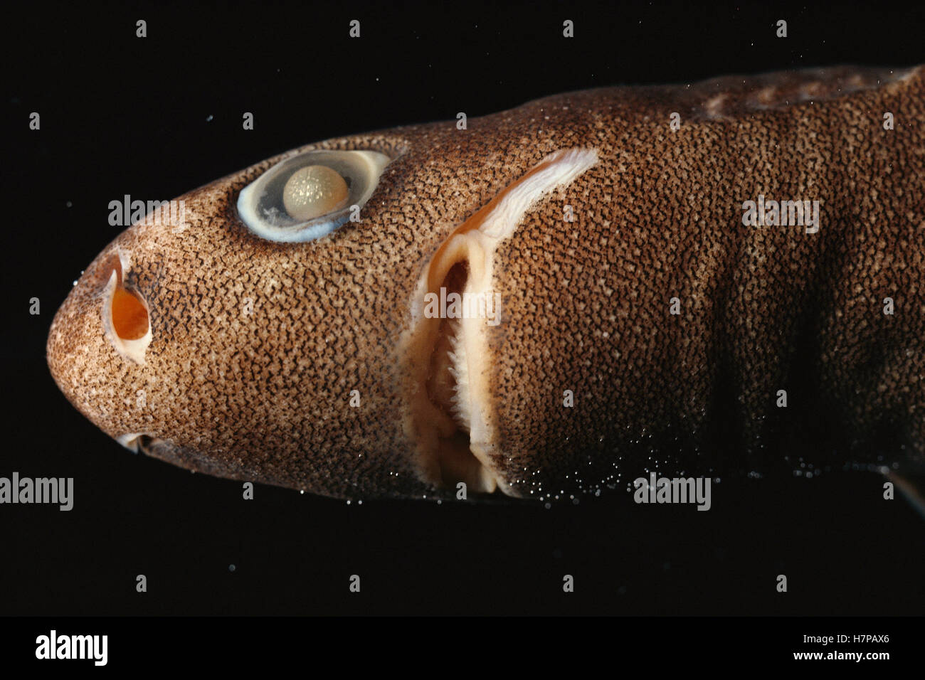 Pygmy Shark (Euprotomicrus bispinatus) small size, maximum 12 inches ...