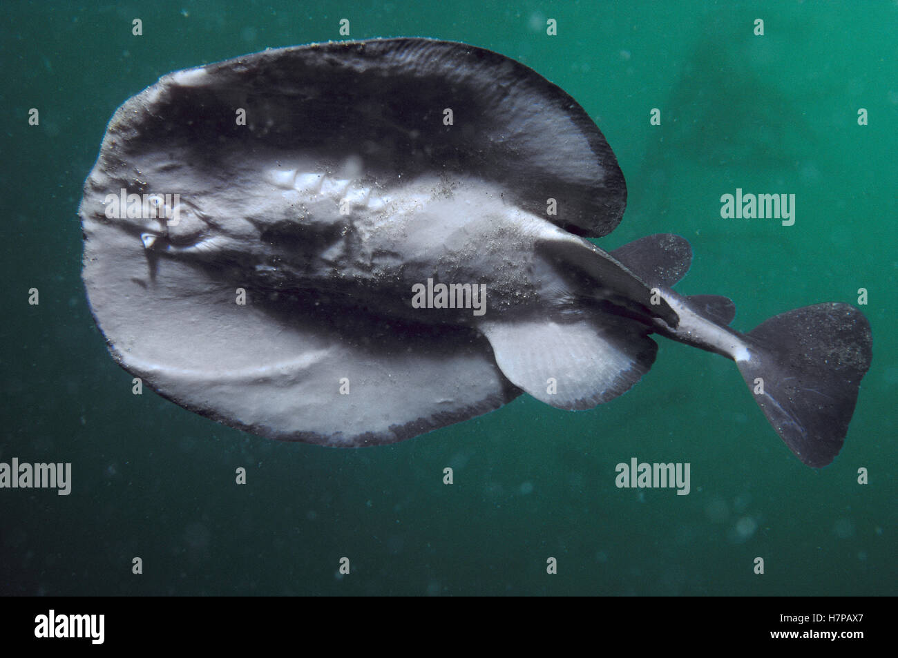 Electric Ray (Torpedo californica) generates 120 volts of electric ...