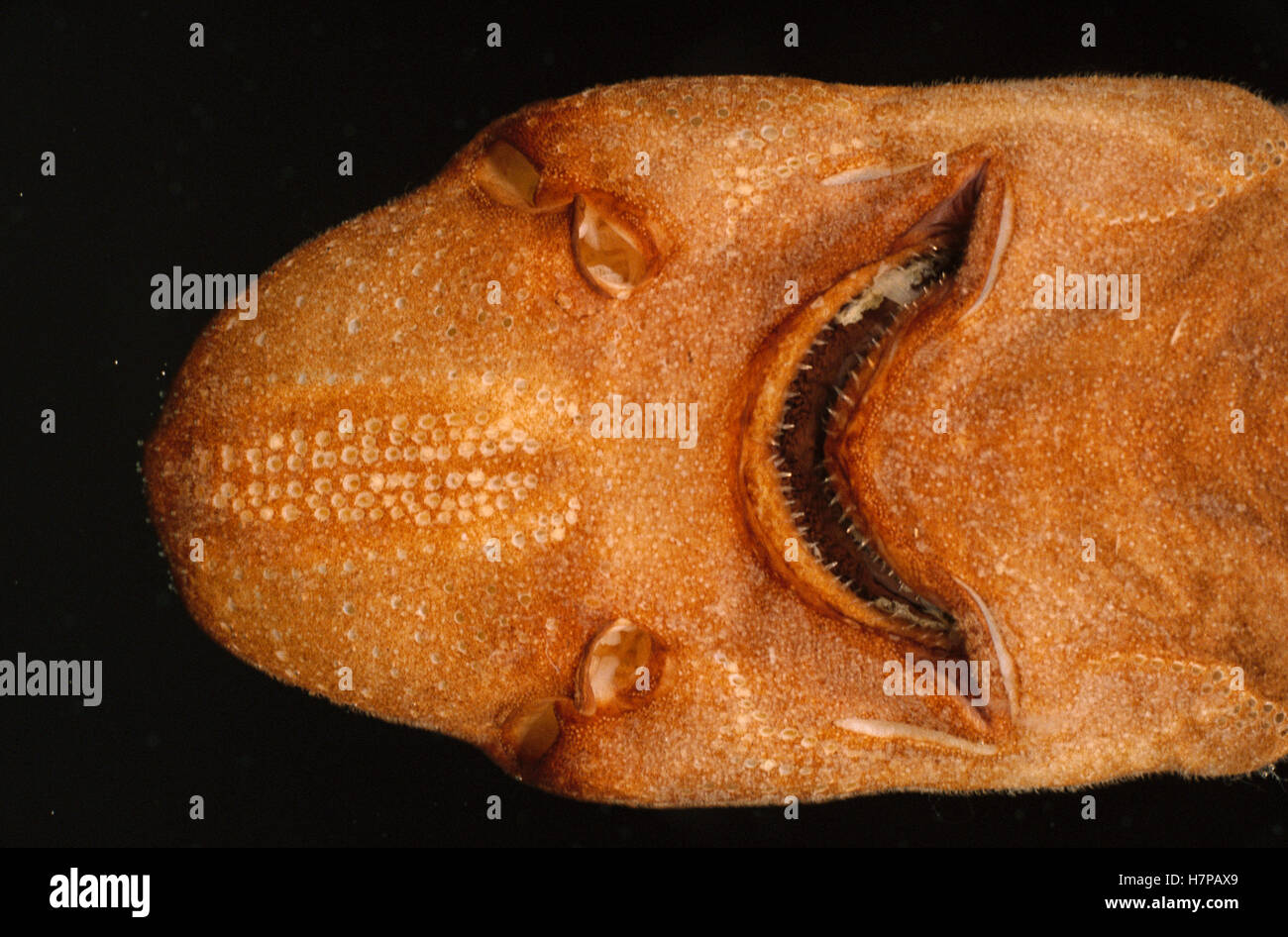 Longnose Cat Shark (Apristurus kampae) electrical field receptors, San ...