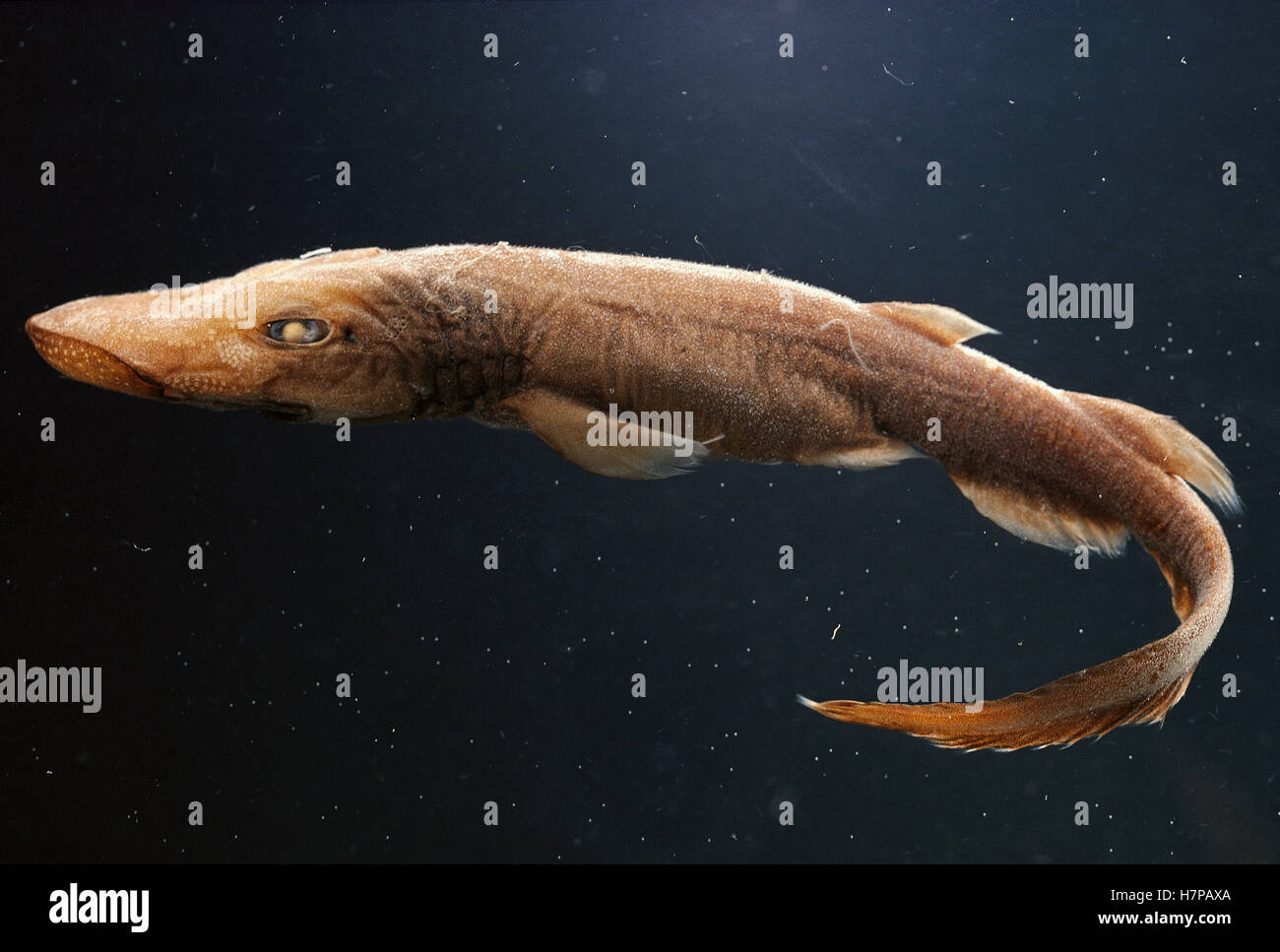 Longnose Cat Shark (Apristurus kampae) electrical field receptors, San ...