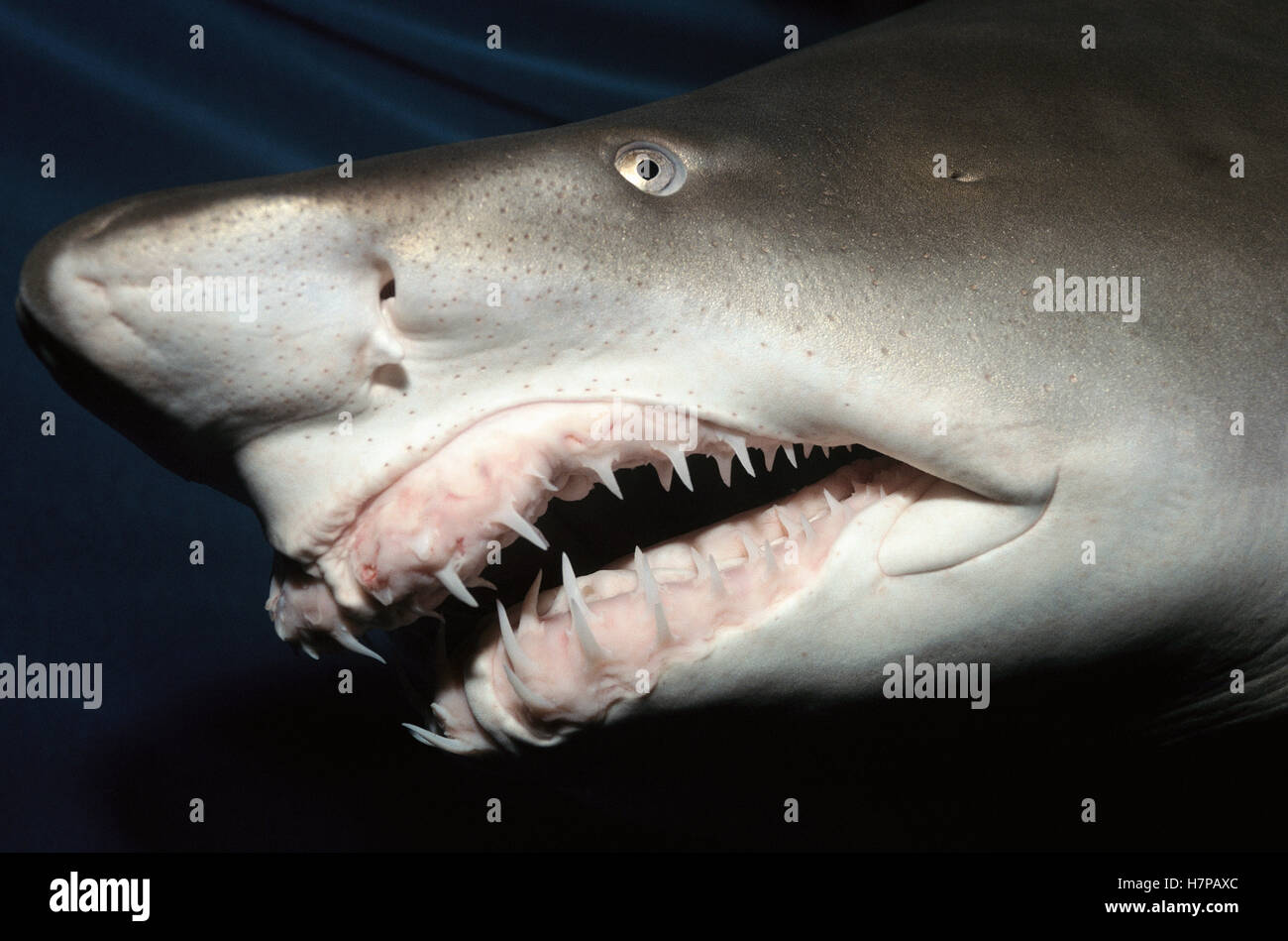 Grey Nurse Shark (Carcharias taurus) close-up of teeth and nose ...