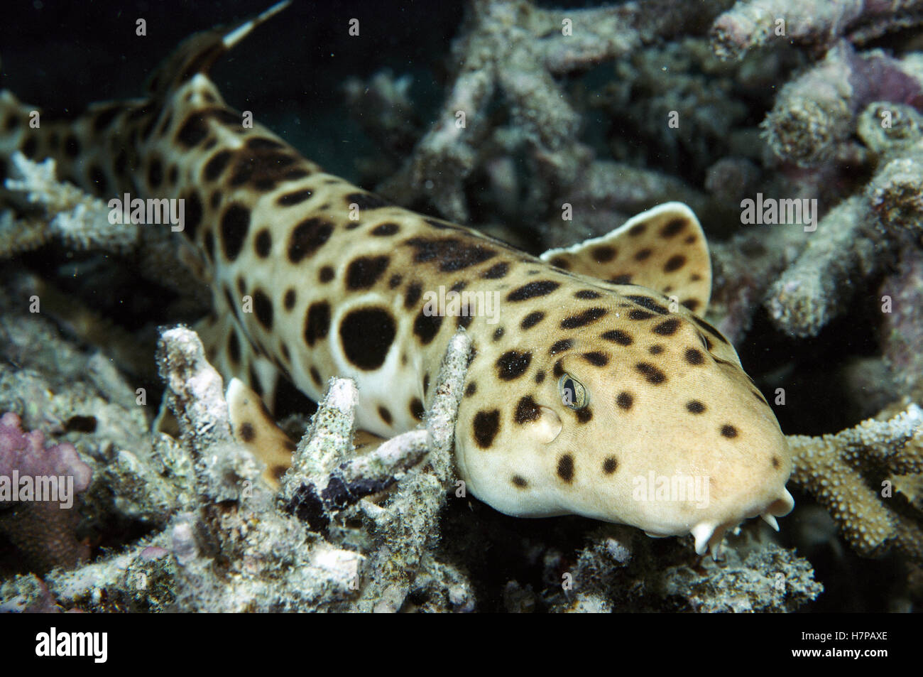 Epaulette Shark (Hemiscyllium ocellatum) night Seychelles, Indian Ocean ...
