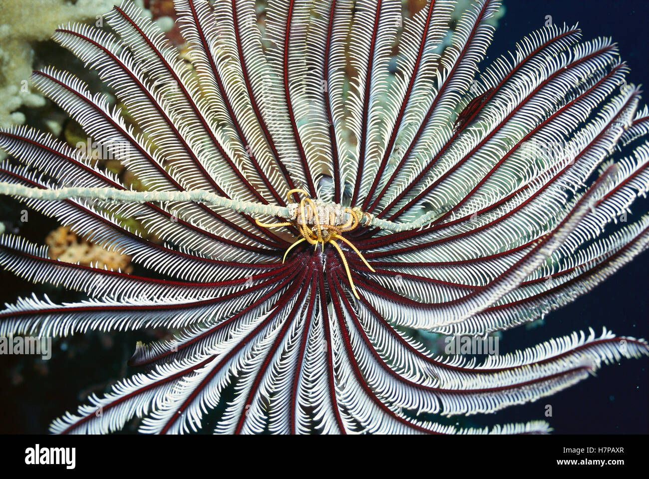 Feather Star Crinoid (Crinoidea) with shrimp which is colored like its ...