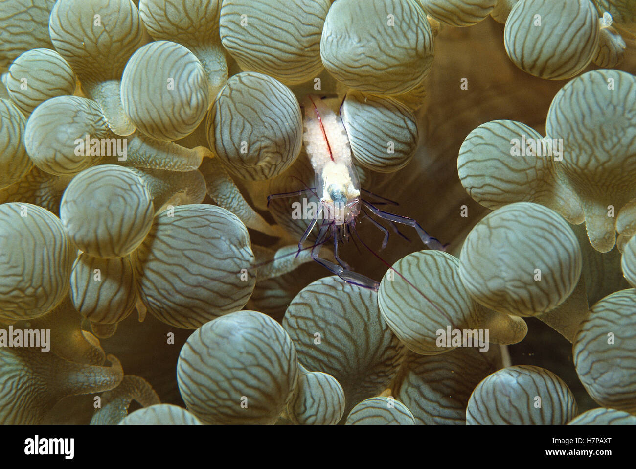 Coral Shrimp (Vir philippinensis) gain protection among stinging ...