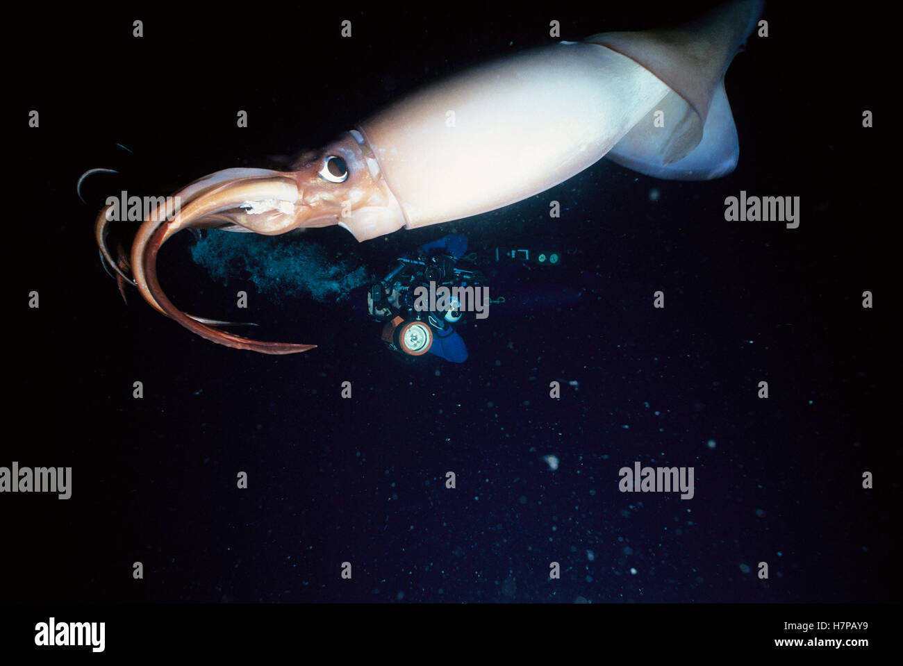 Humboldt Squid (Dosidicus gigas), Sea of Cortez, Baja California, Mexico Stock Photo - Alamy